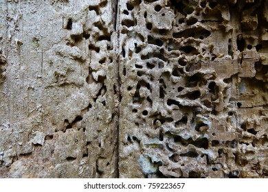 Termite Pattern Wood Stock Photo 759223657 | Shutterstock