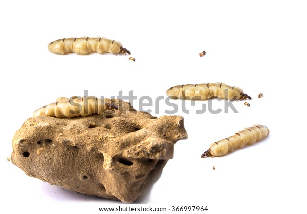 Termite Queen Stock Photo (Edit Now) 366997964