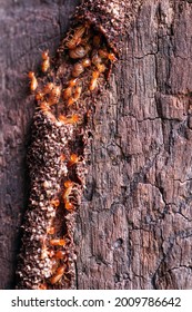 619 Pest pillar Images, Stock Photos & Vectors | Shutterstock