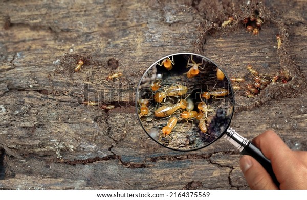 32,886 Termites Stock Photos, Images & Photography | Shutterstock