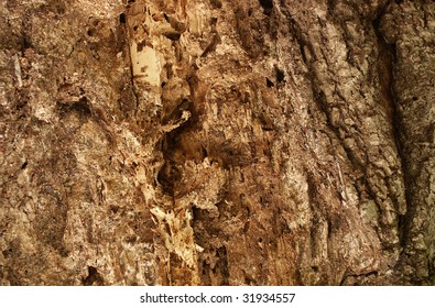Termites Damaged Tree Stock Photo 31934557 | Shutterstock