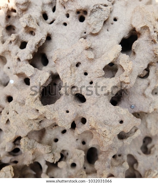 Termites Nesting Ground Stock Photo 1032031066 | Shutterstock
