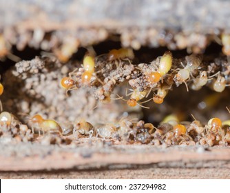 10,008 Nesting termites Images, Stock Photos & Vectors | Shutterstock