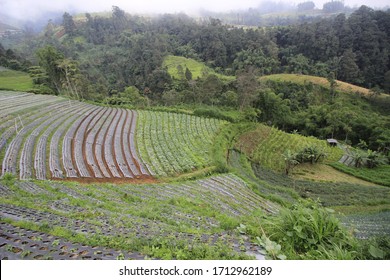 1,920 Scallion Field Images, Stock Photos & Vectors | Shutterstock