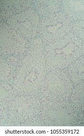 Testicle Cross Section Under Microscope Stock Photo 1055359172 ...