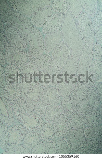 Testicle Cross Section Under Microscope Stock Photo 1055359160 ...