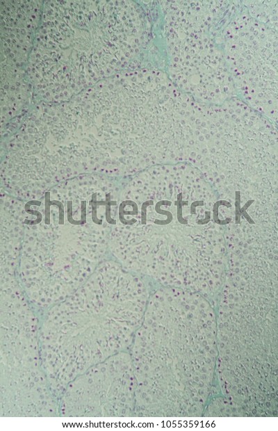 Стоковая фотография 1055359166: Testicle Cross Section Under Microscope ...