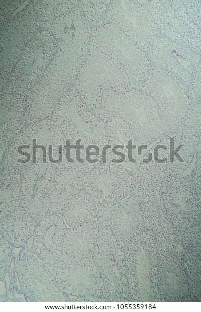 Testicle Cross Section Under Microscope Stock Photo 1055359184 ...
