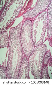 Testis Rat Under Microscope Stock Photo 1055008148 | Shutterstock