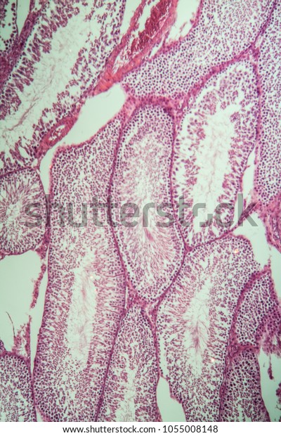 Testis Rat Under Microscope Stock Photo 1055008148 | Shutterstock