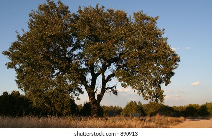 2,083 Texas oak tree Images, Stock Photos & Vectors | Shutterstock