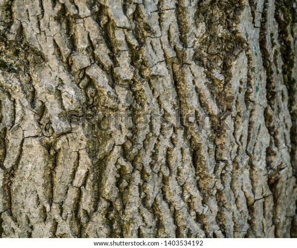 Texture Background Light Bark Tree Black Stock Photo 1403534192 ...