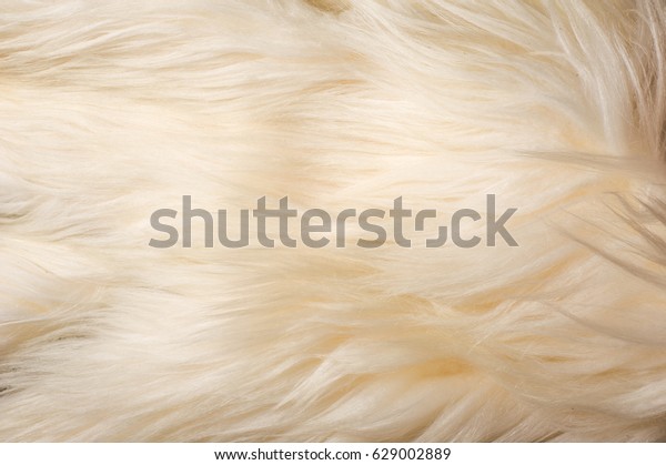 Texture Background Pattern Yak Skin Hide Stock Photo 629002889 ...
