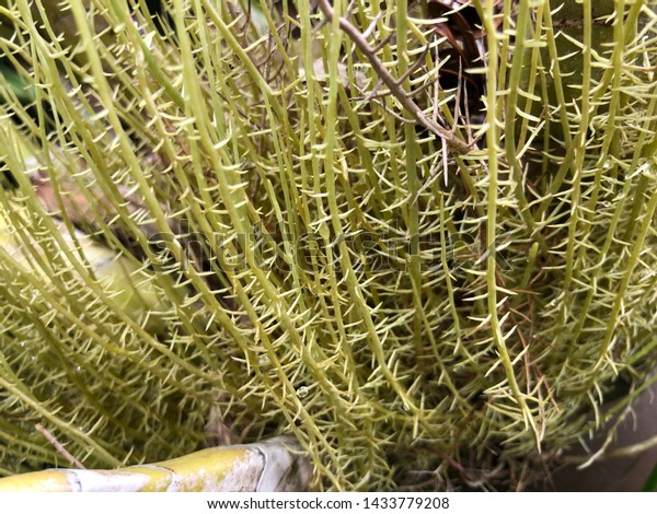 Texture Background Tiger Orchid Root Grammatophyllum Stock Photo ...