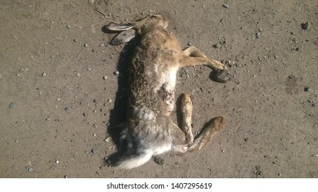 Texture Background Wallpaper Image Decomposing Corpse Stock Photo ...