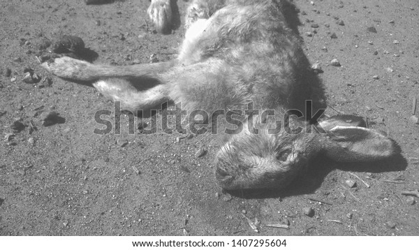Texture Background Wallpaper Image Decomposing Corpse Stock Photo ...
