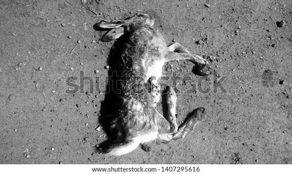 Texture Background Wallpaper Image Decomposing Corpse Stock Photo ...