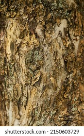 7,620 Apple tree bark Images, Stock Photos & Vectors | Shutterstock