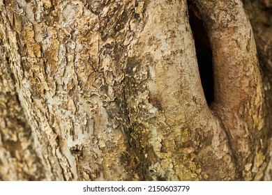 7,620 Apple tree bark Images, Stock Photos & Vectors | Shutterstock