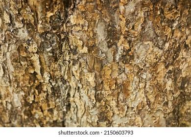 7,620 Apple tree bark Images, Stock Photos & Vectors | Shutterstock