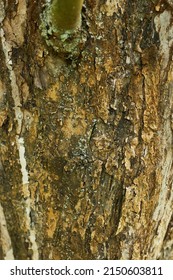 7,620 Apple tree bark Images, Stock Photos & Vectors | Shutterstock