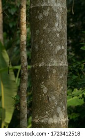 6 Endogenous tree Images, Stock Photos & Vectors | Shutterstock
