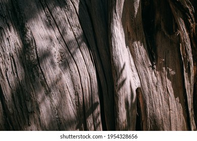 96,198 Rugged trees Images, Stock Photos & Vectors | Shutterstock