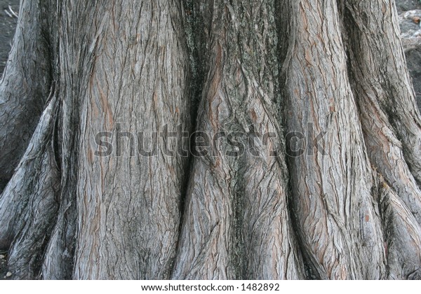 Texture Base Bald Cypress Tree Stock Photo 1482892 | Shutterstock