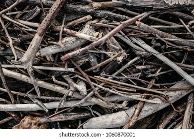 Closeup Gray Dry Branches Texture Tree Stock Photo 1463133572 ...
