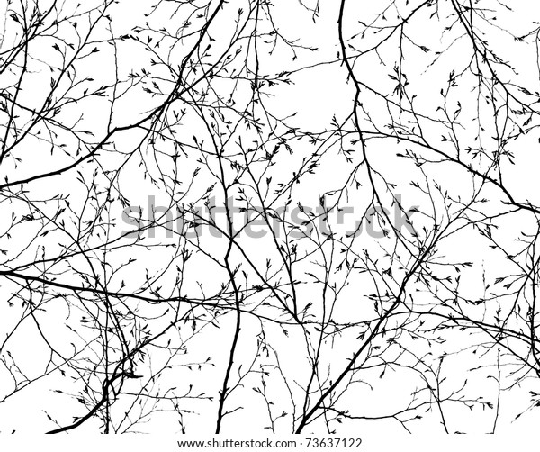 Texture Branches On White Background Stock Photo (Edit Now) 73637122