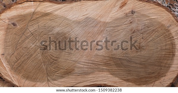 Texture Cross Section Elm Tree Stock Photo 1509382238 | Shutterstock
