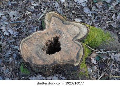 Stump hole Images, Stock Photos & Vectors | Shutterstock