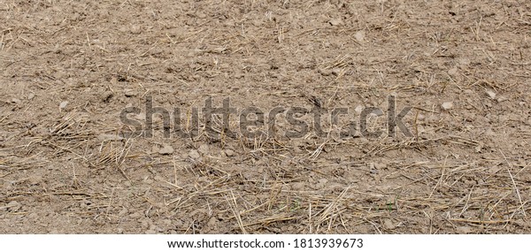 Texture Dead Grass Field Stock Photo 1813939673 | Shutterstock