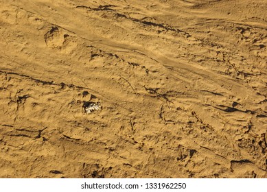 Cross Section Tree Transverse Section Background Stock Photo 1555120400 ...
