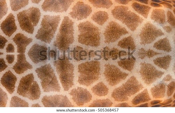 Texture Giraffe Background Top View Stock Photo 505368457 | Shutterstock