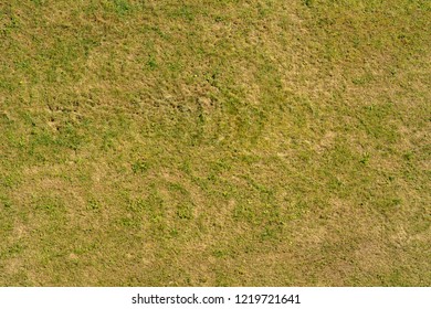 Background Green Grass Green Grass Texture Stock Photo (Edit Now) 412021618