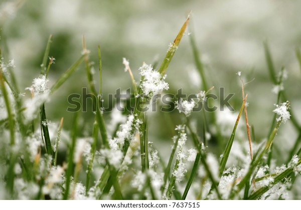 Texture Grass Snow Stock Photo 7637515 | Shutterstock