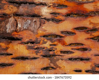 4,707 Inside Bark Images, Stock Photos & Vectors | Shutterstock