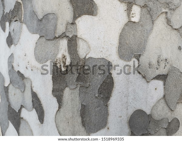 Texture Light Wood Tree Creative Background Stock Photo 1518969335 ...