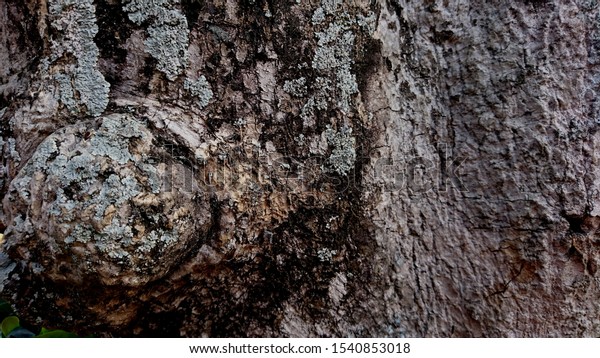 Texture Mango Tree Bark There Little Stock Photo 1540853018 | Shutterstock