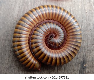 Texture Millipede Rolled Stock Photo 2014897811 | Shutterstock