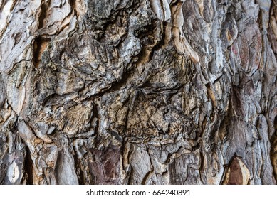 Texture Monkey Pod Tree Bark Stock Photo 664240891 | Shutterstock