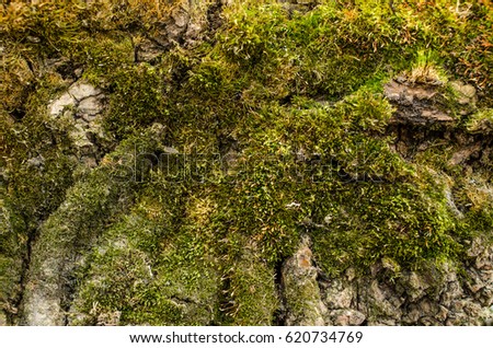 Texture MOSS On Tree Texture MOSS Stock Photo (Edit Now) 620734769 ...