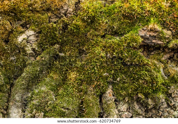Texture Moss On Tree Texture Moss Stock Photo (Edit Now) 620734769