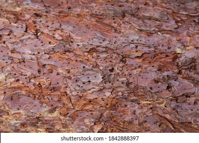 168 Bark gnawing beetle Images, Stock Photos & Vectors | Shutterstock