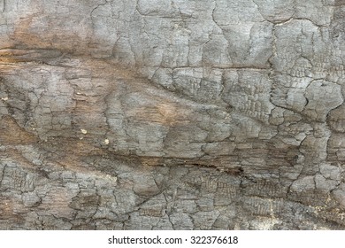 6,823 Trees without bark Images, Stock Photos & Vectors | Shutterstock
