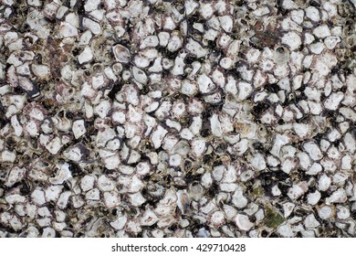 Texture Oyster Shells Stock Photo (Edit Now) 429710428