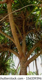 Pandanus tree trunk : 302 images, photos et images vectorielles de ...