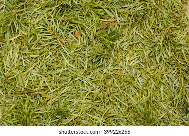 97,725 Pine needles texture Images, Stock Photos & Vectors | Shutterstock
