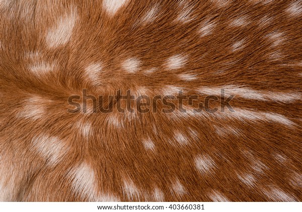Texture Real Axis Sika Deer Fur Stock Photo 403660381 | Shutterstock